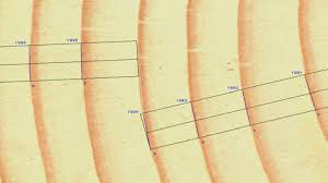 WinDENDRO | Wetec Private Limited